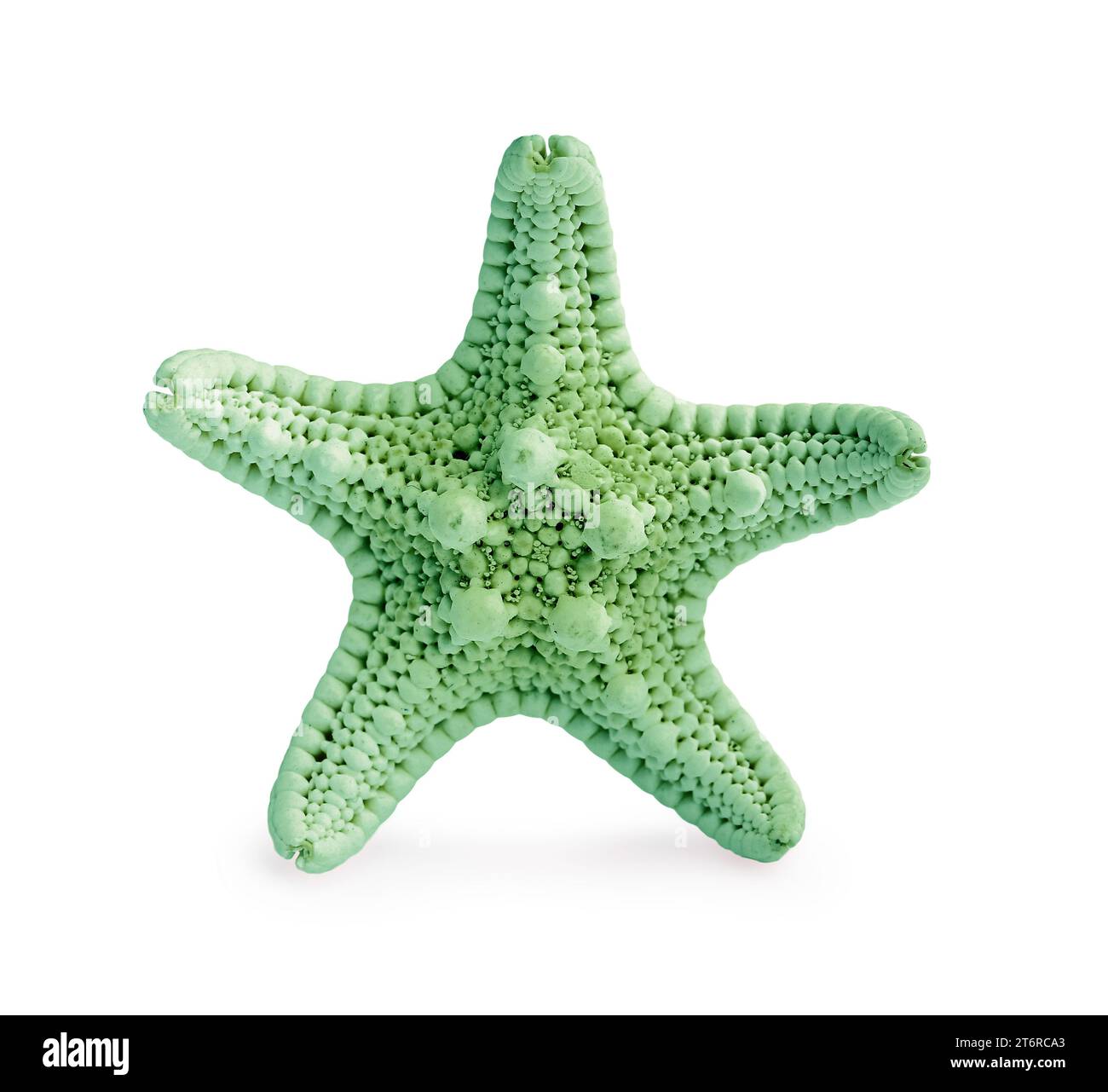 One green sea star isolated on white Stock Photo - Alamy