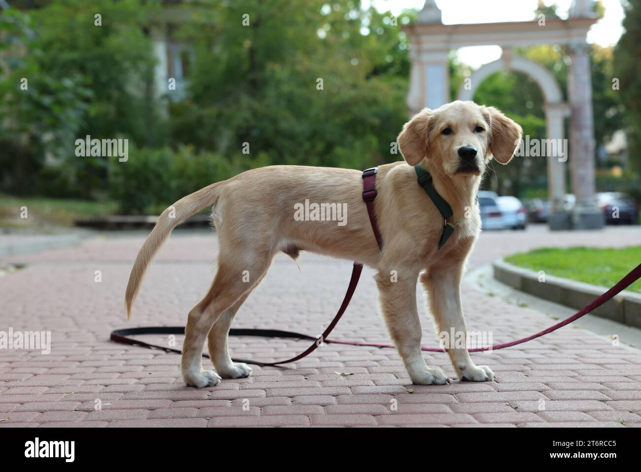 Cute Labrador Retriever puppy on leash in park Stock Photo - Alamy