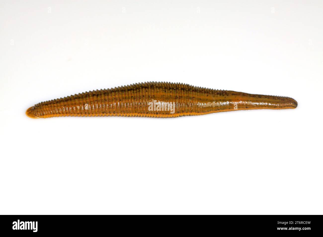 Whitmania pigra hi-res stock photography and images - Alamy