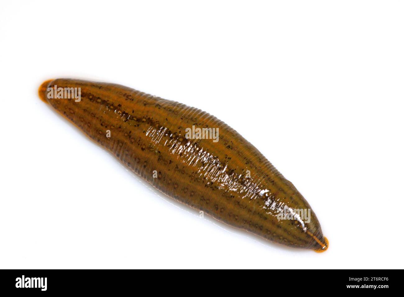 Whitmania pigra hi-res stock photography and images - Alamy