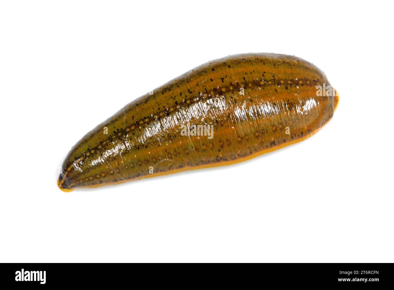 Whitmania pigra hi-res stock photography and images - Alamy