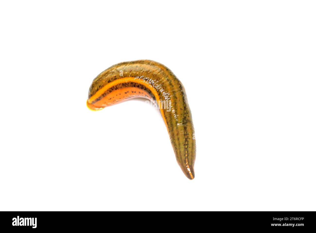 Whitmania pigra hi-res stock photography and images - Alamy