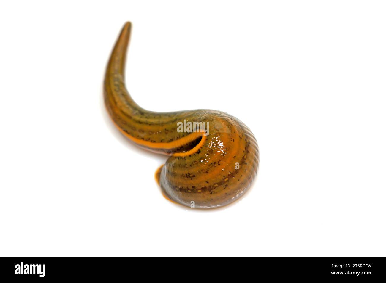 Whitmania pigra hi-res stock photography and images - Alamy