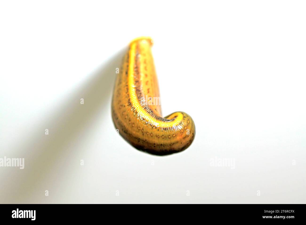 Whitmania pigra hi-res stock photography and images - Alamy