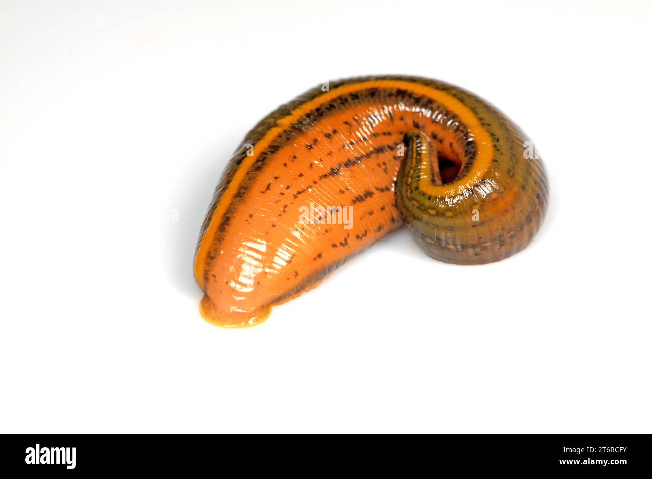 Whitmania pigra hi-res stock photography and images - Alamy
