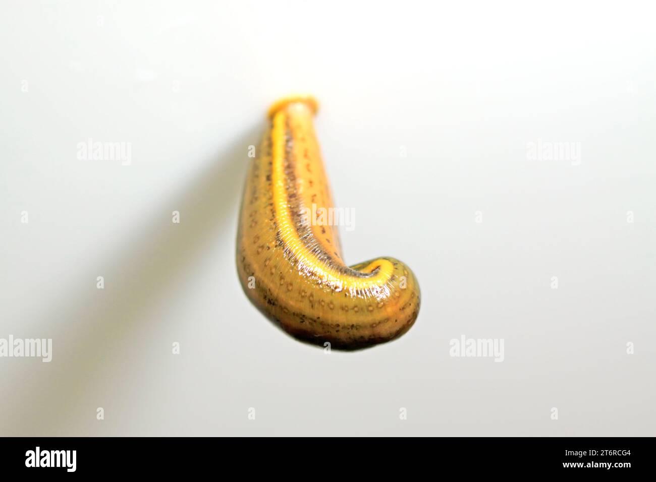 Whitmania pigra on white background Stock Photo - Alamy