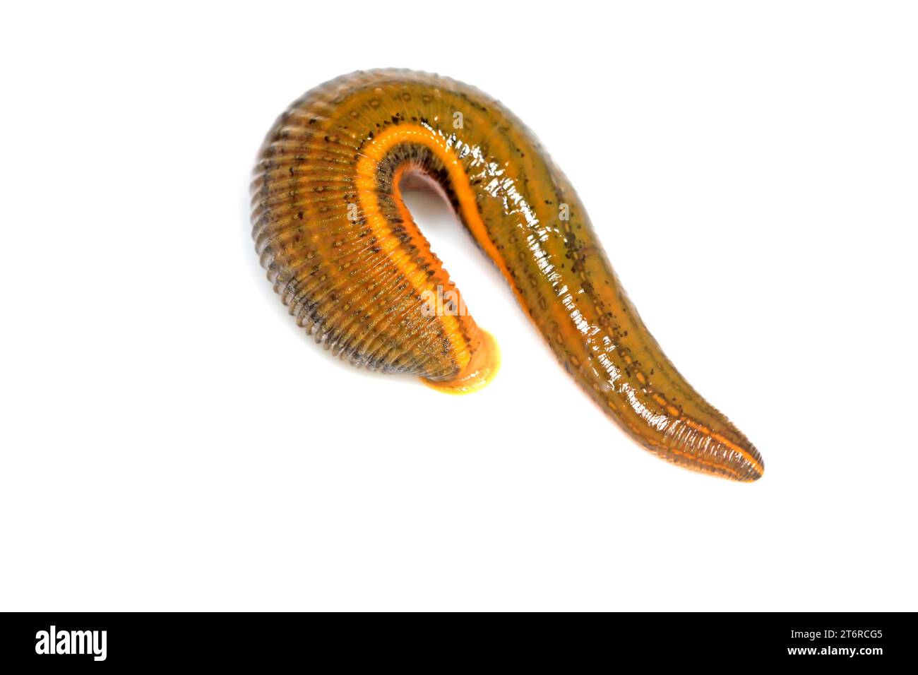 Whitmania pigra on white background Stock Photo - Alamy
