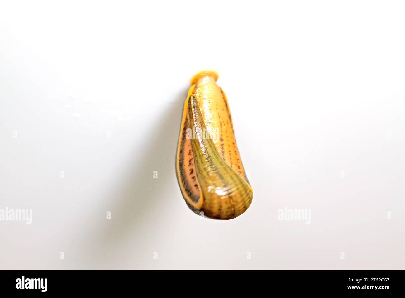 Whitmania pigra on white background Stock Photo - Alamy