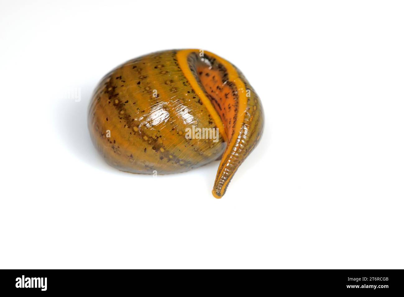 Whitmania pigra hi-res stock photography and images - Alamy