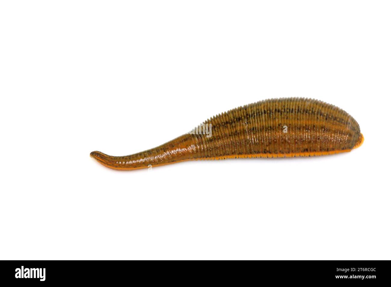 Whitmania pigra hi-res stock photography and images - Alamy