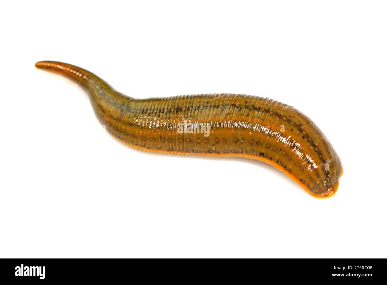 Whitmania pigra hi-res stock photography and images - Alamy