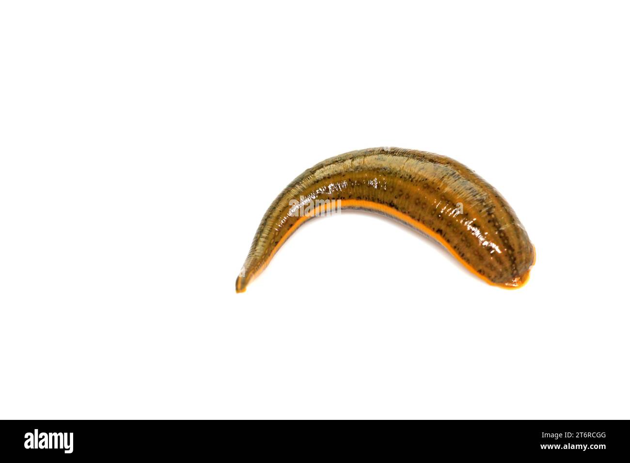 Whitmania pigra on white background Stock Photo - Alamy