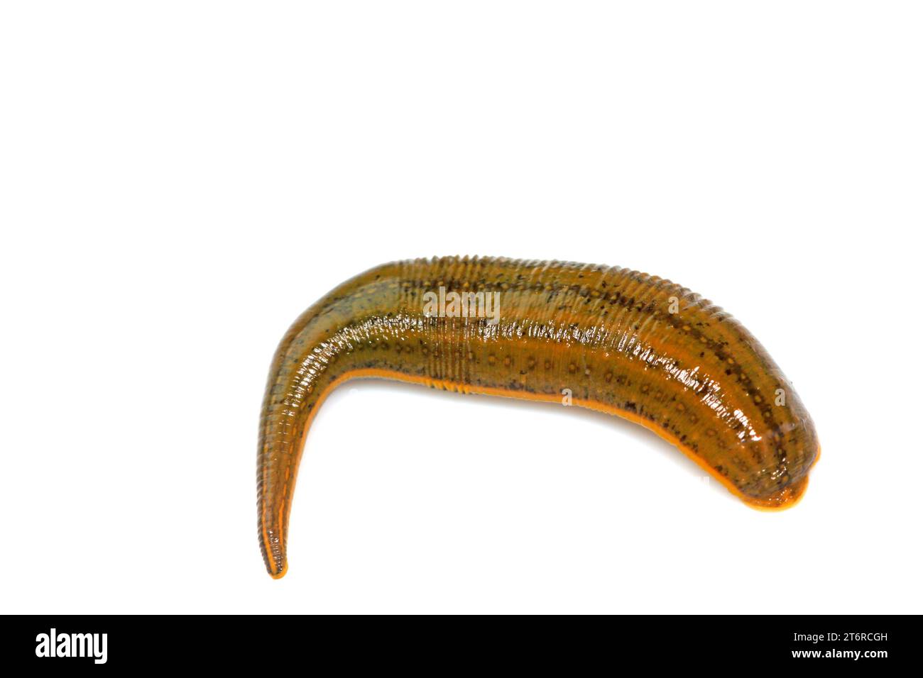 Whitmania pigra hi-res stock photography and images - Alamy