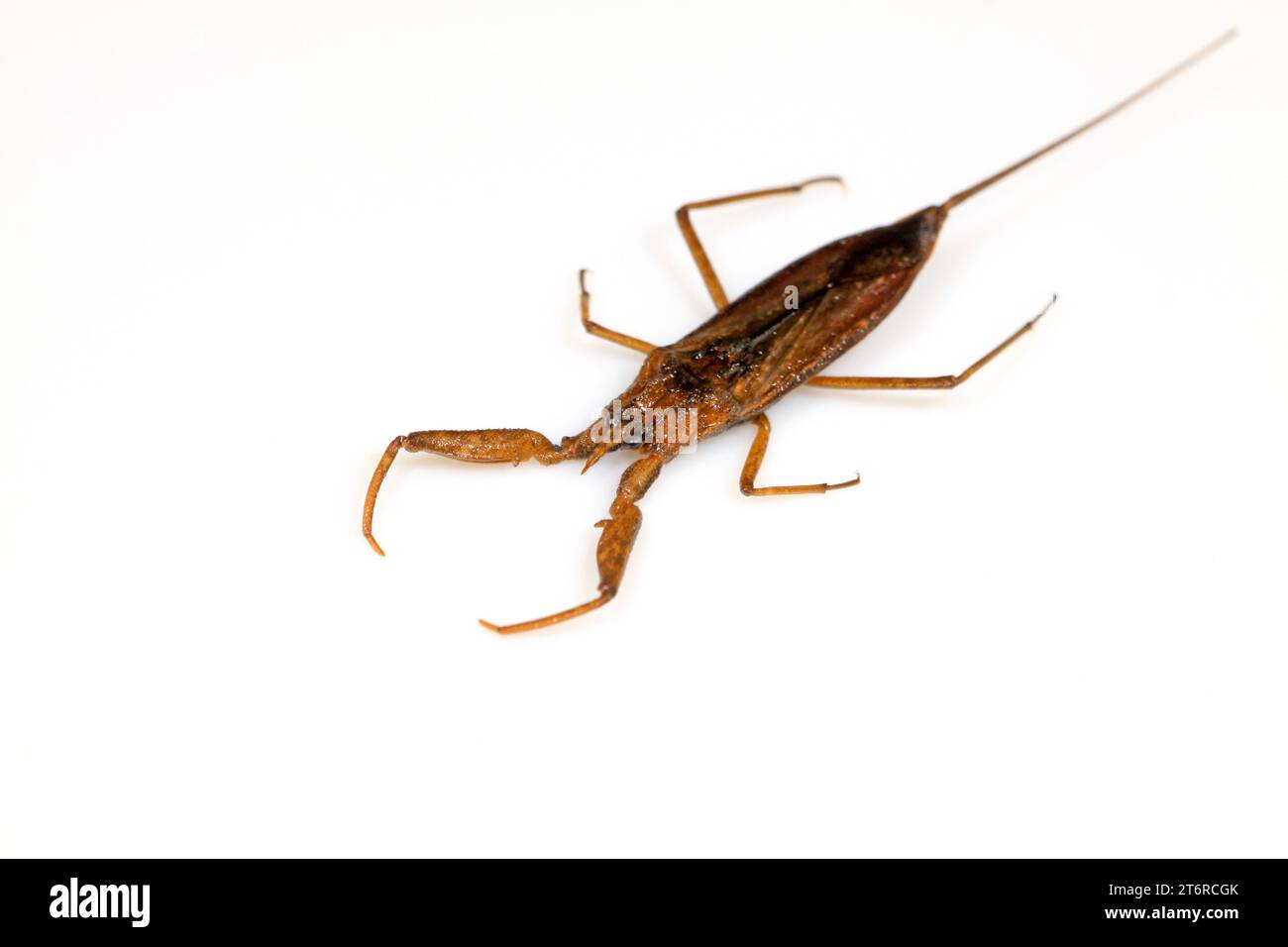 Nepidae hi-res stock photography and images - Alamy