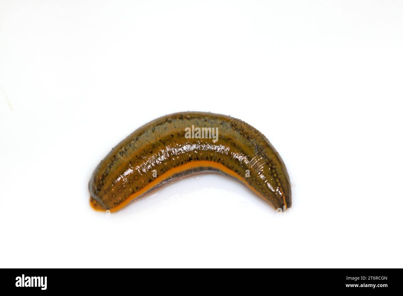 Whitmania pigra hi-res stock photography and images - Alamy