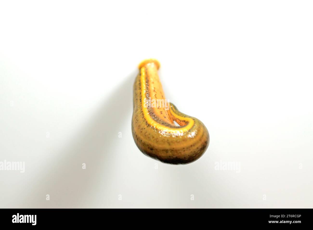 Whitmania pigra hi-res stock photography and images - Alamy