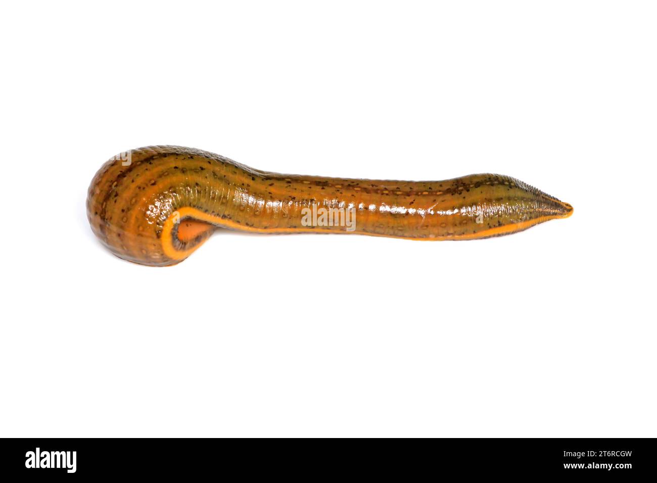 Whitmania pigra hi-res stock photography and images - Alamy