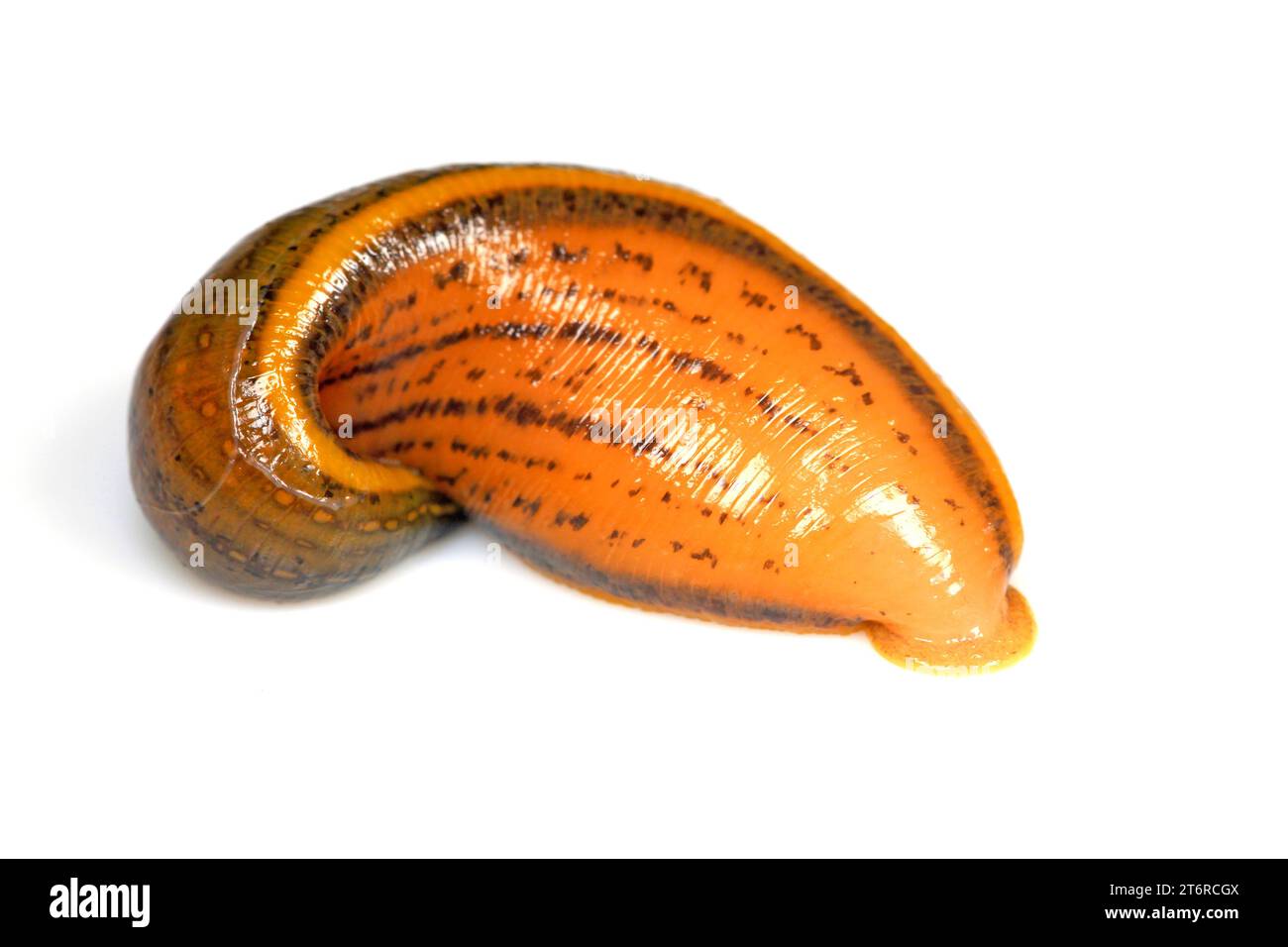 Whitmania pigra on white background Stock Photo - Alamy