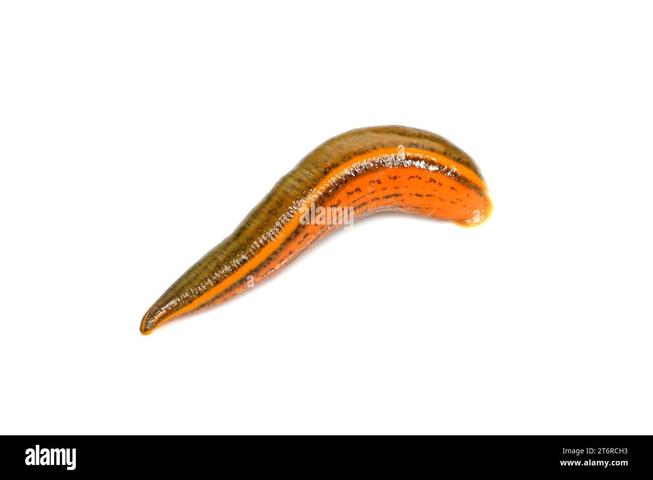 Whitmania pigra hi-res stock photography and images - Alamy