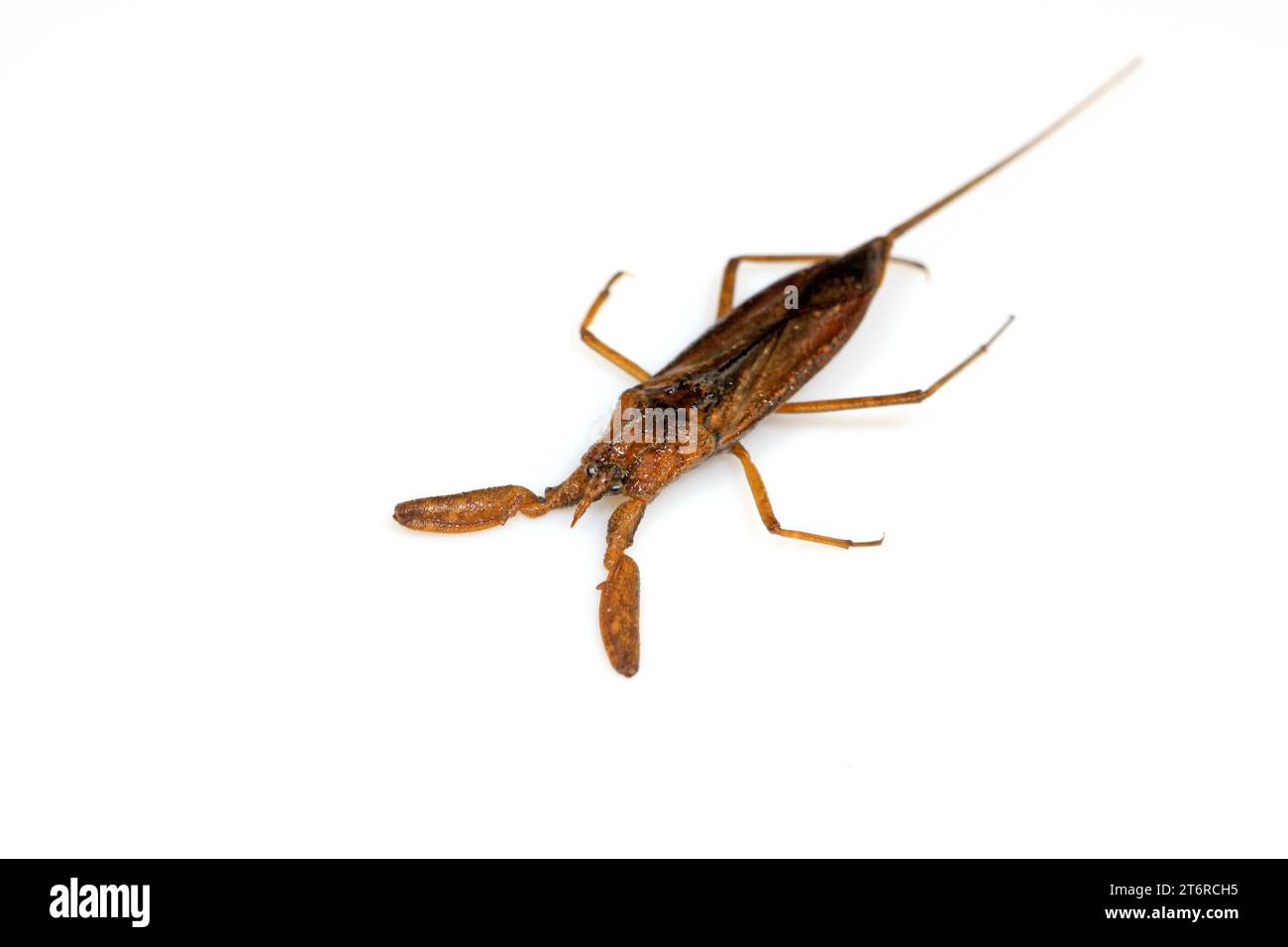 Nepidae hi-res stock photography and images - Alamy