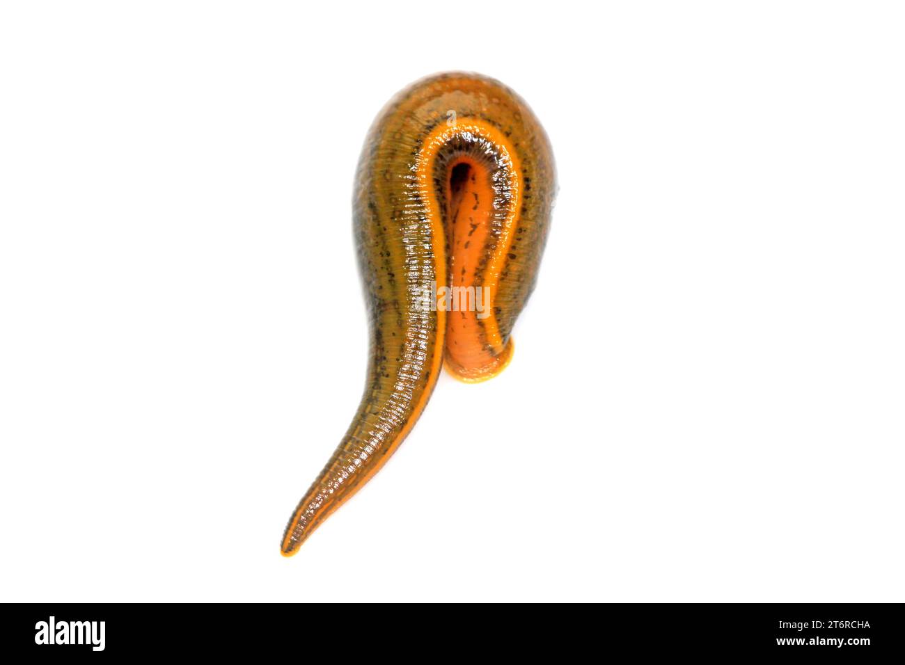 Whitmania pigra hi-res stock photography and images - Alamy