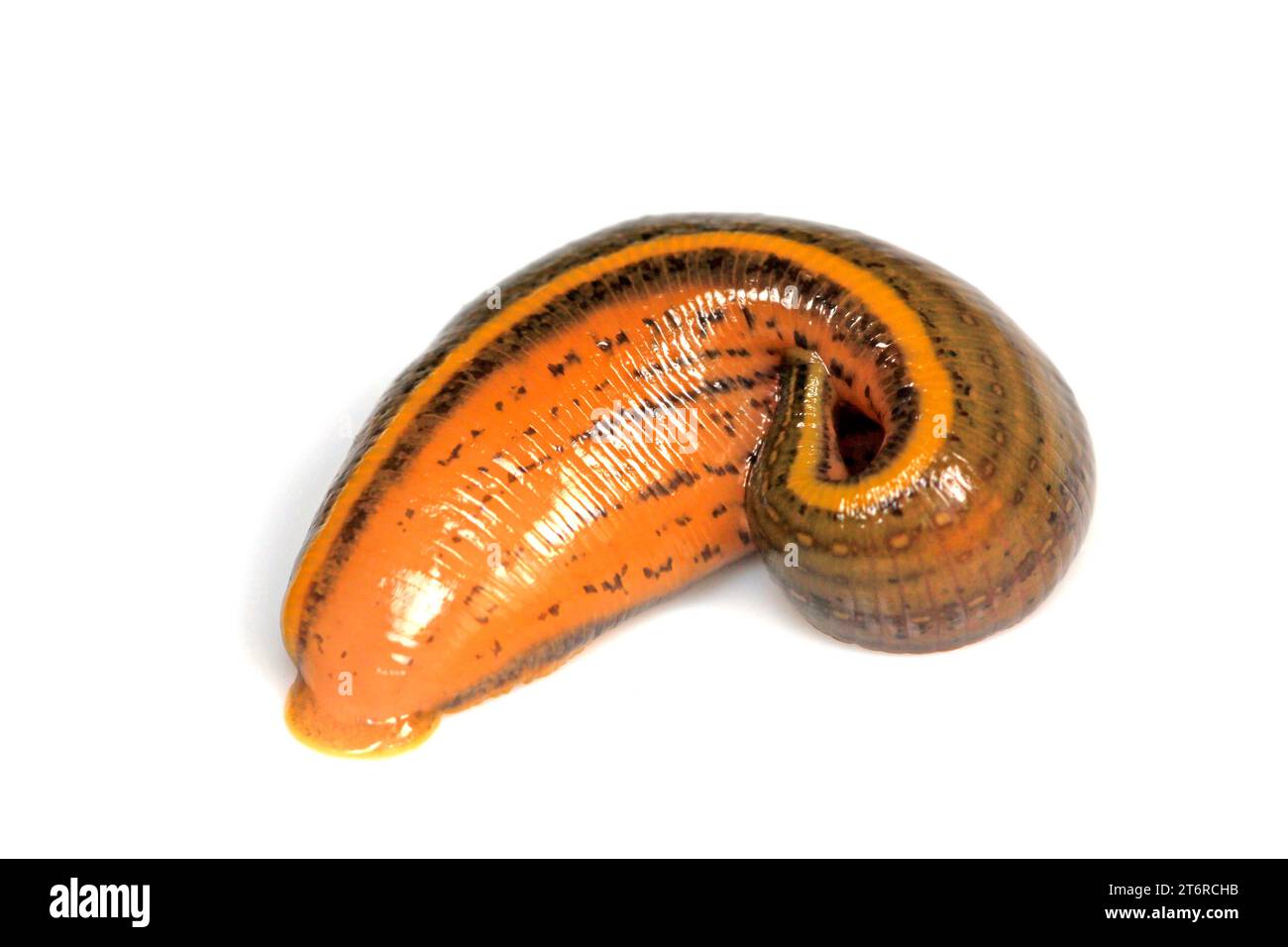 Whitmania pigra hi-res stock photography and images - Alamy