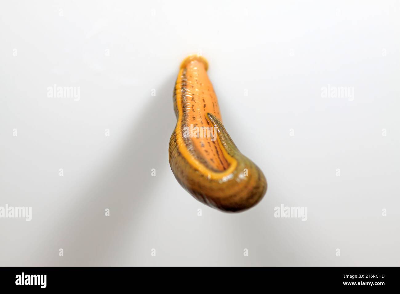 Whitmania pigra on white background Stock Photo - Alamy
