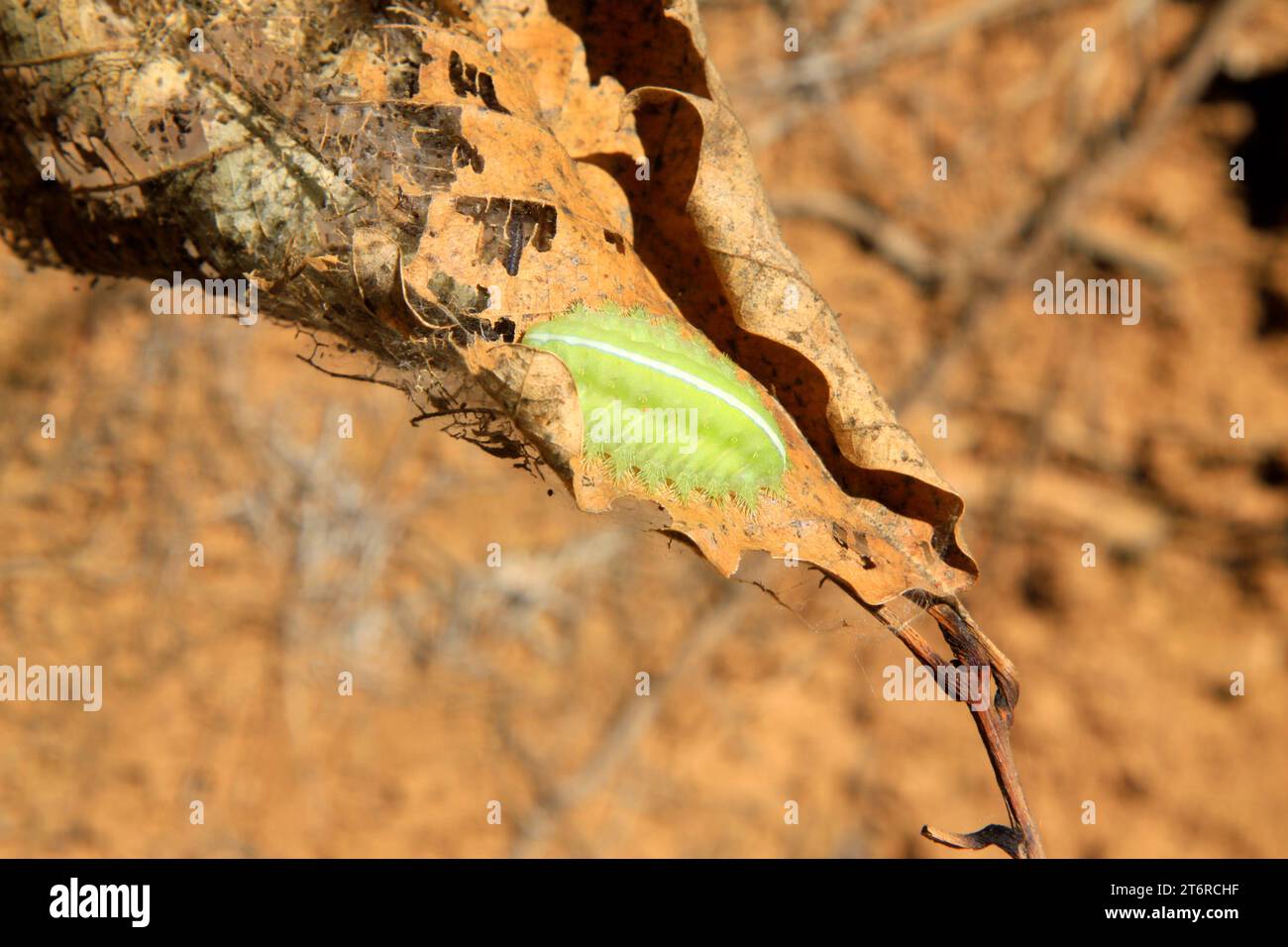 Flat thorn moth hi-res stock photography and images - Alamy