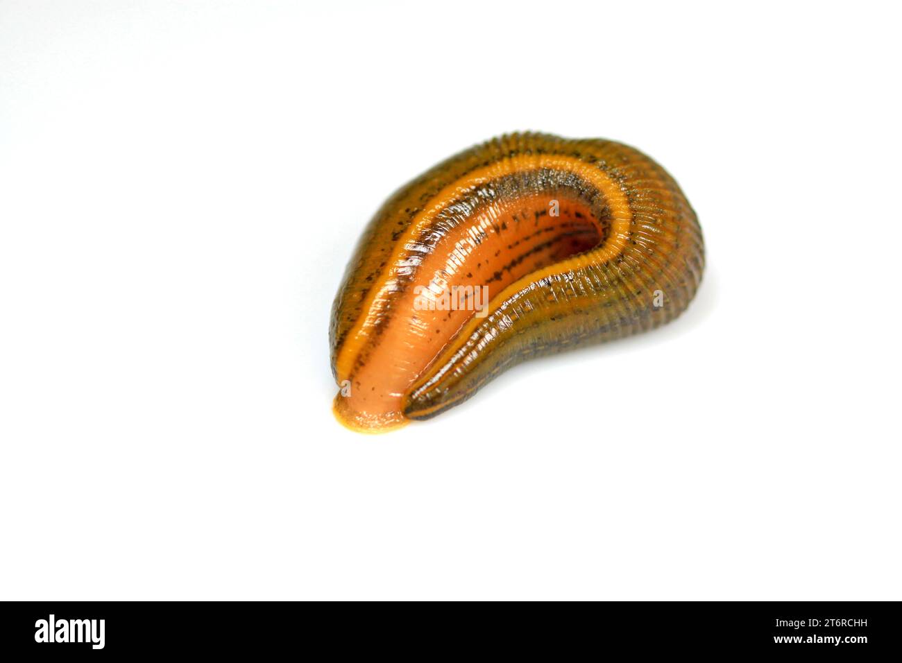 Whitmania pigra hi-res stock photography and images - Alamy