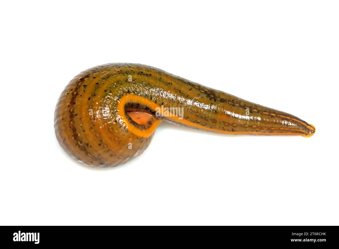Whitmania pigra hi-res stock photography and images - Alamy