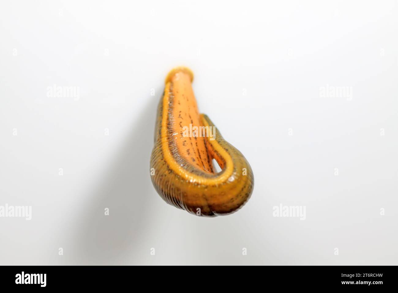 Whitmania pigra hi-res stock photography and images - Alamy