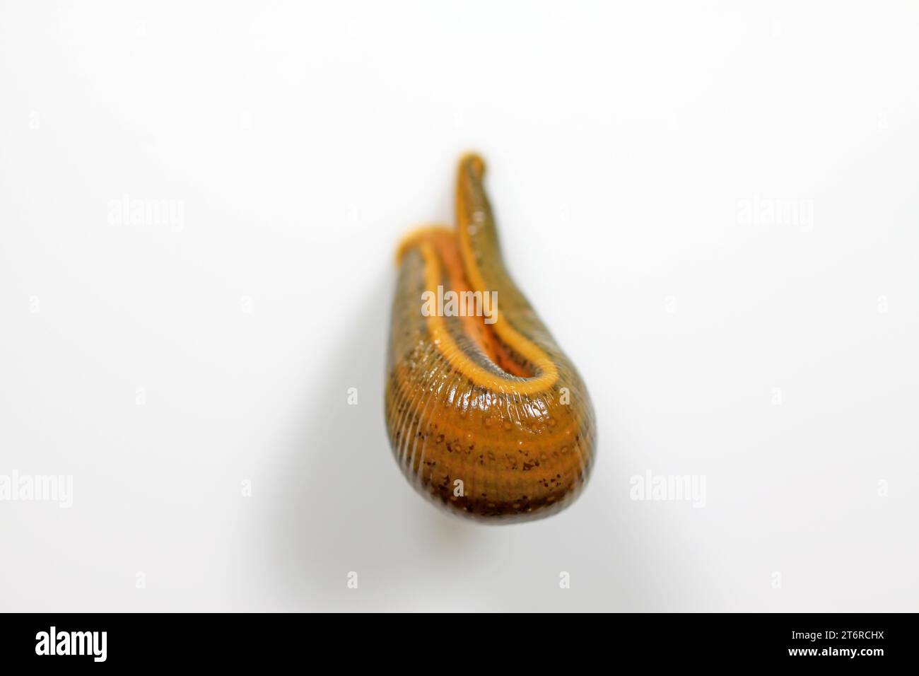 Whitmania pigra on white background Stock Photo - Alamy