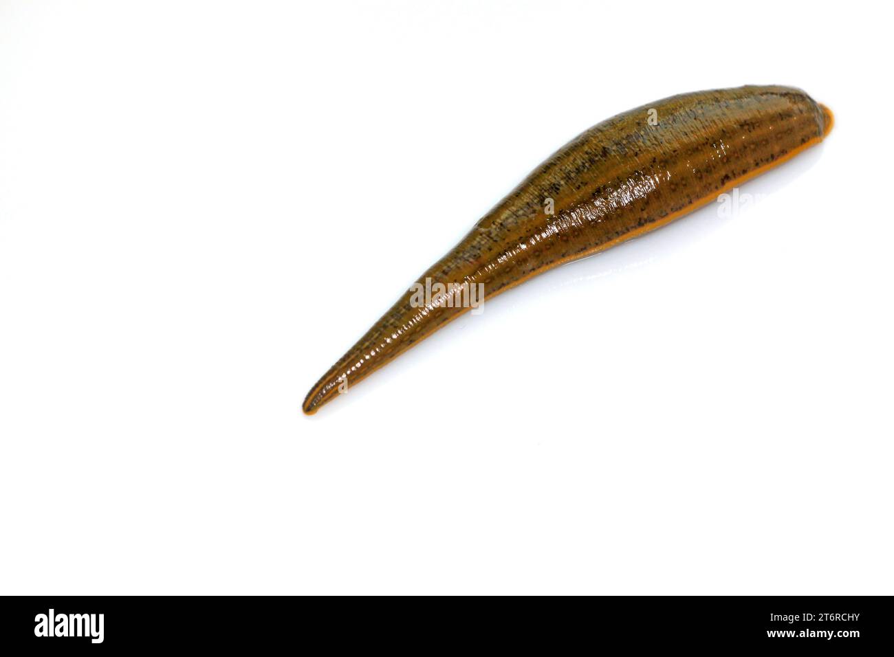 Whitmania pigra hi-res stock photography and images - Alamy