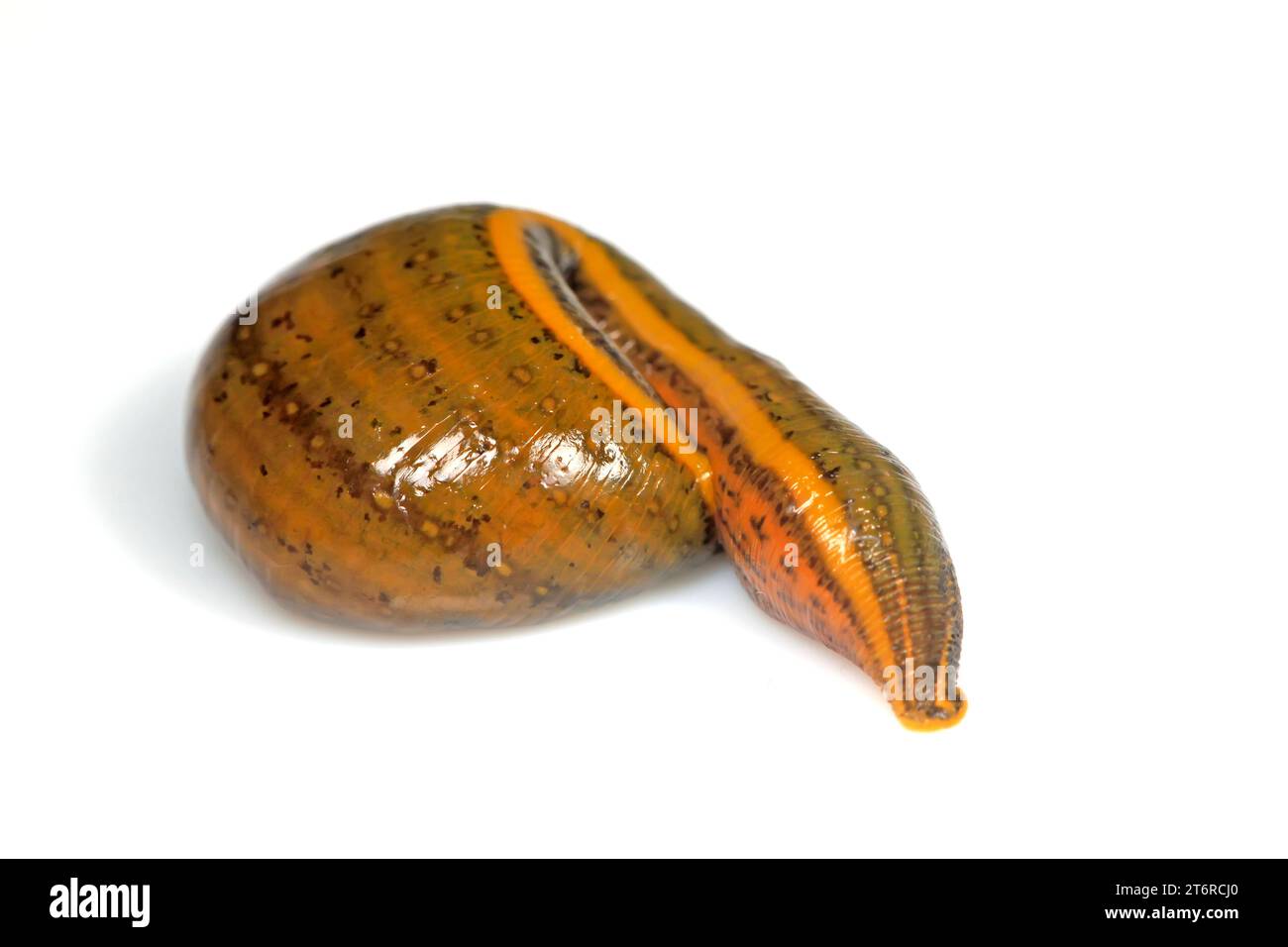 Whitmania pigra hi-res stock photography and images - Alamy