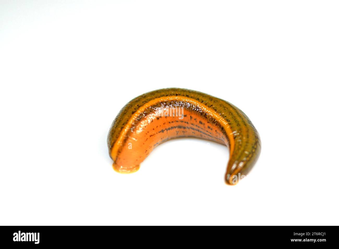 Whitmania pigra hi-res stock photography and images - Alamy