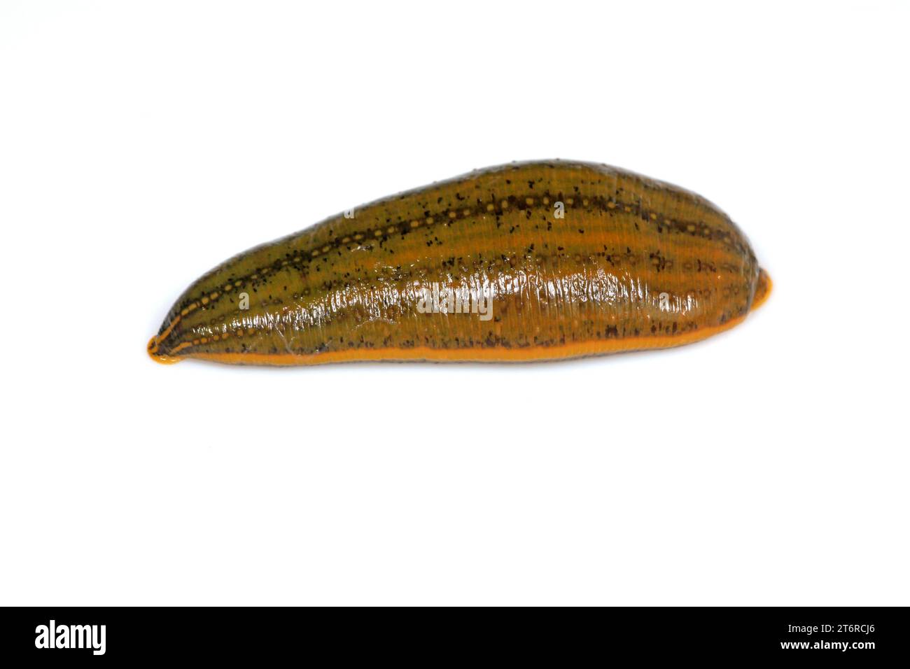 Whitmania pigra hi-res stock photography and images - Alamy