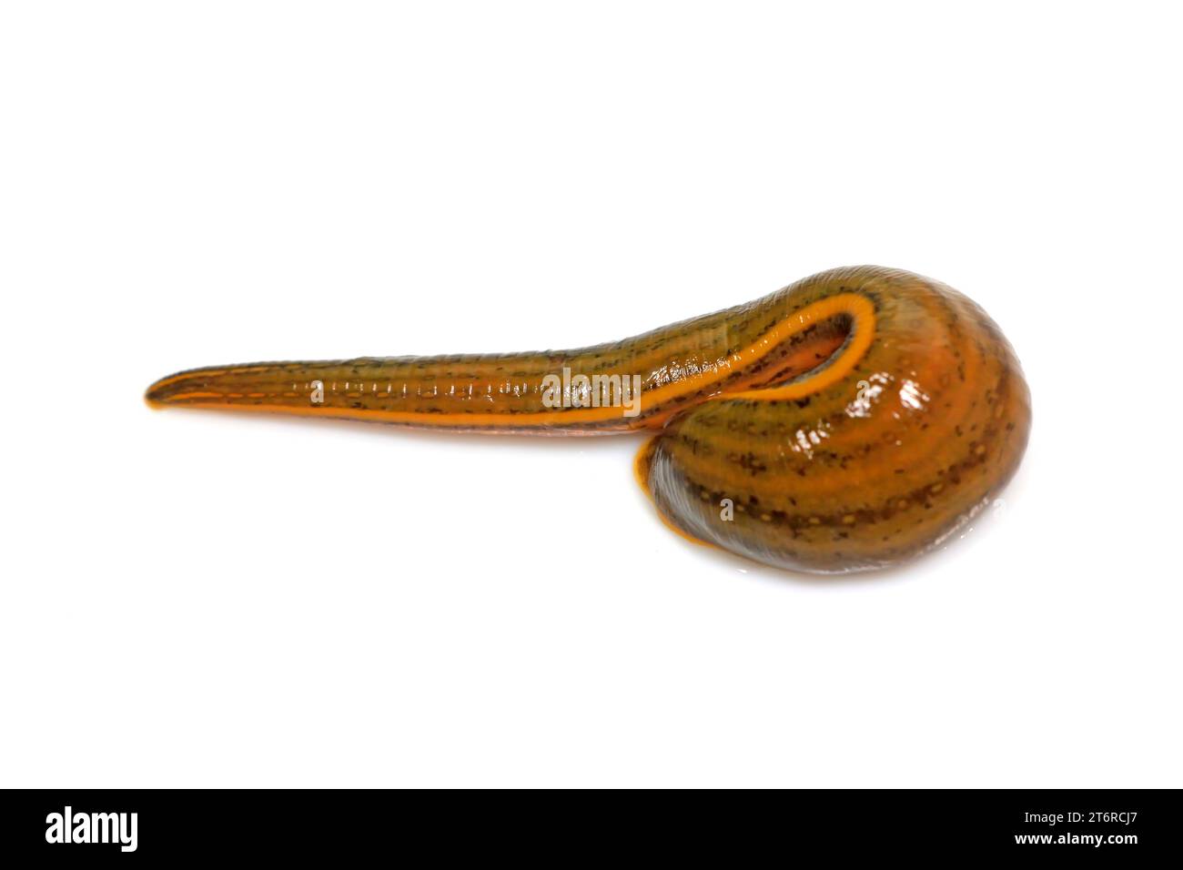 Whitmania pigra on white background Stock Photo - Alamy