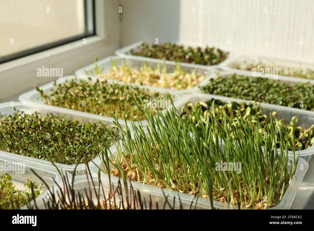 Different microgreens growing in containers on window sill indoors ...