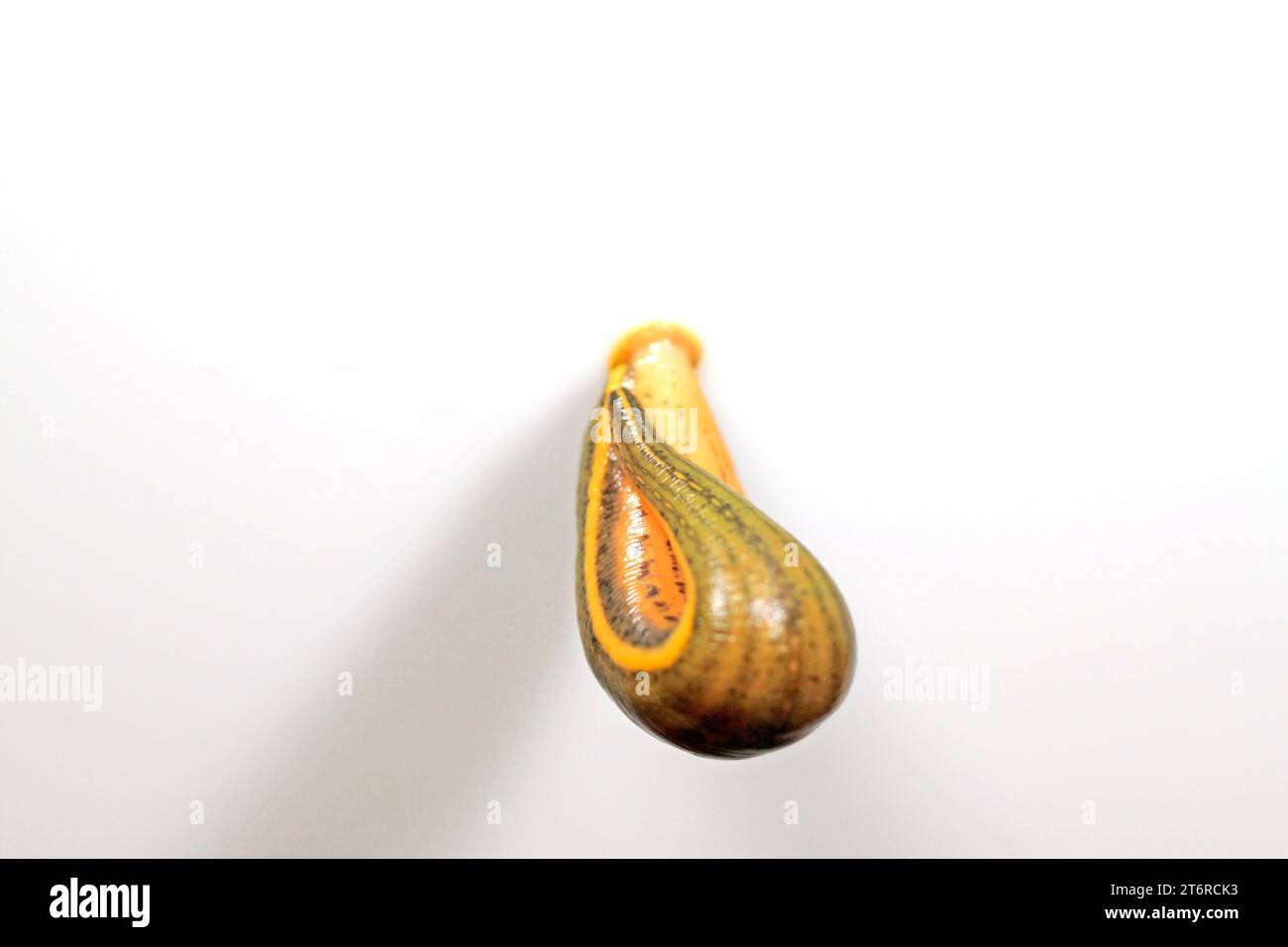 Whitmania pigra hi-res stock photography and images - Alamy