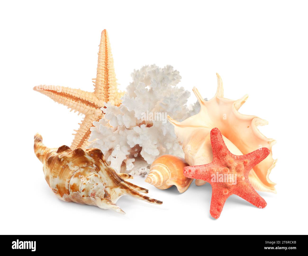 Sea stars, shells and coral isolated on white Stock Photo - Alamy