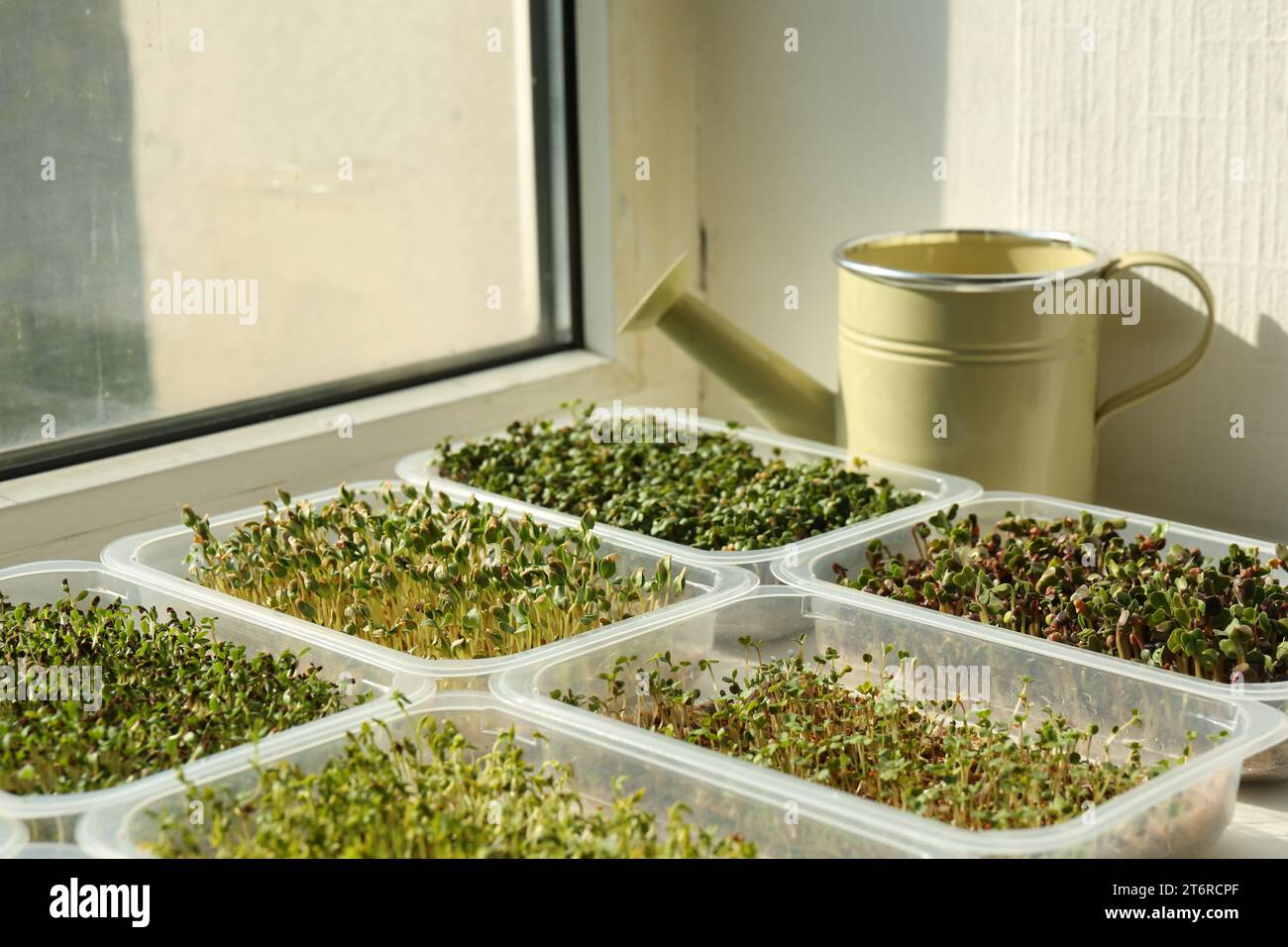 Different microgreens growing in containers near watering can on window ...