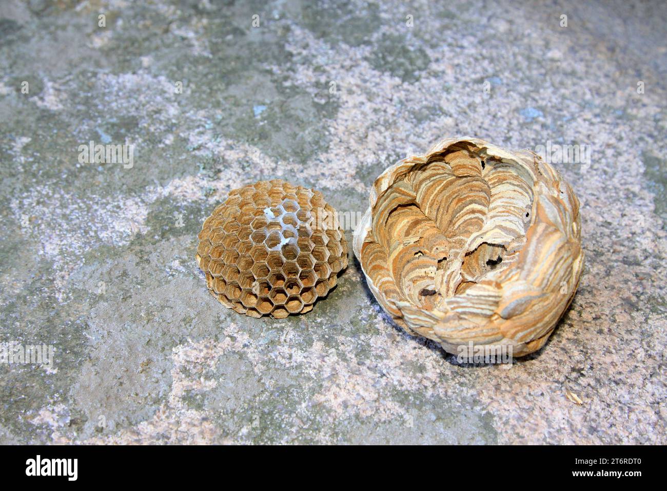 Honeycomb in the wild Stock Photo - Alamy