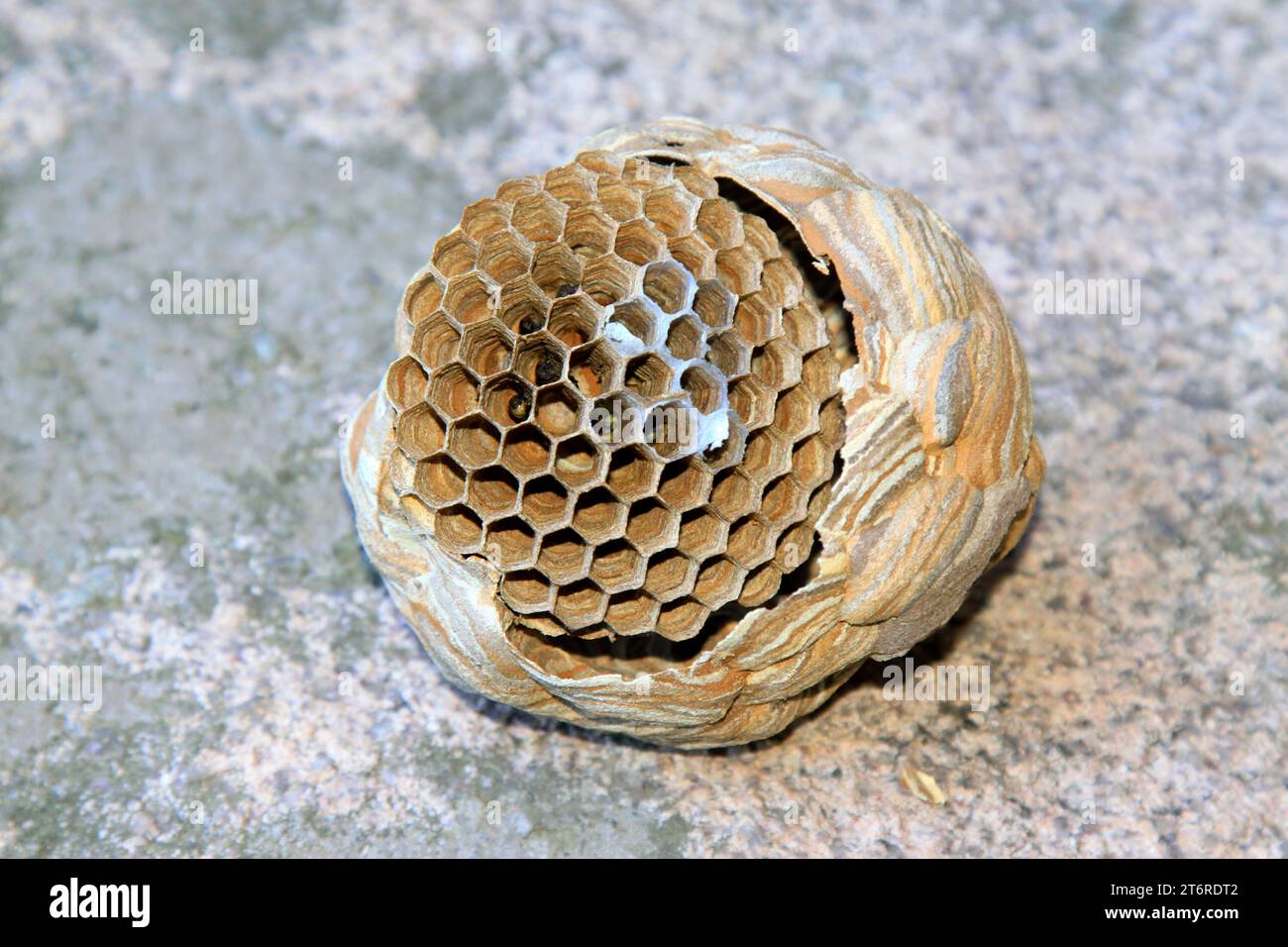 Honeycomb in the wild Stock Photo - Alamy