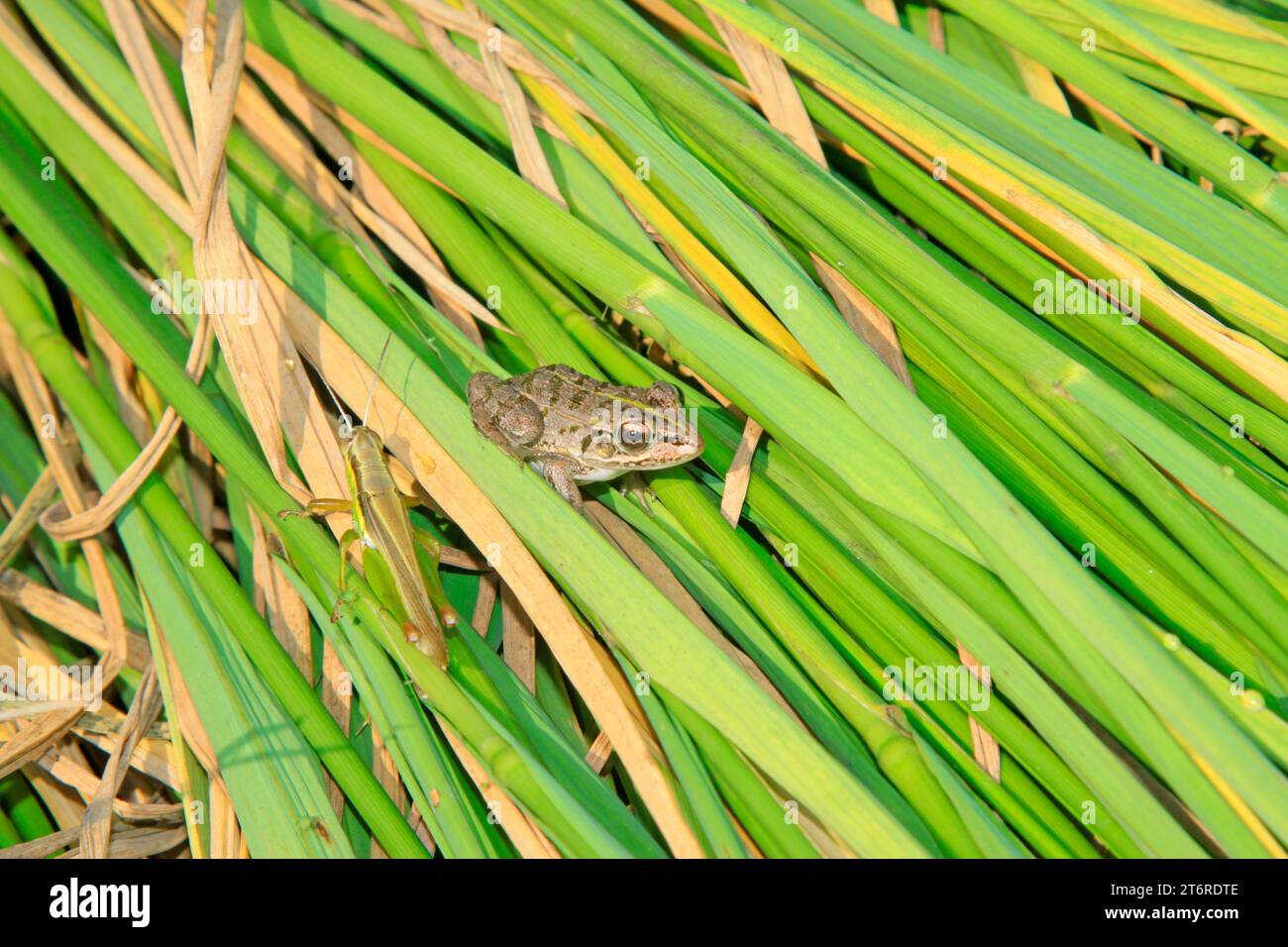 frog and grasshopper on plant in the wild Stock Photo - Alamy