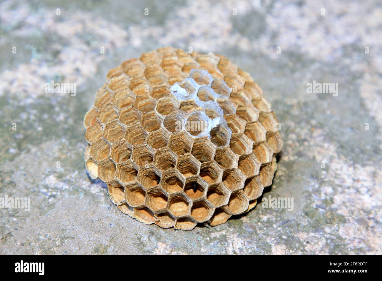 Honeycomb in the wild Stock Photo - Alamy