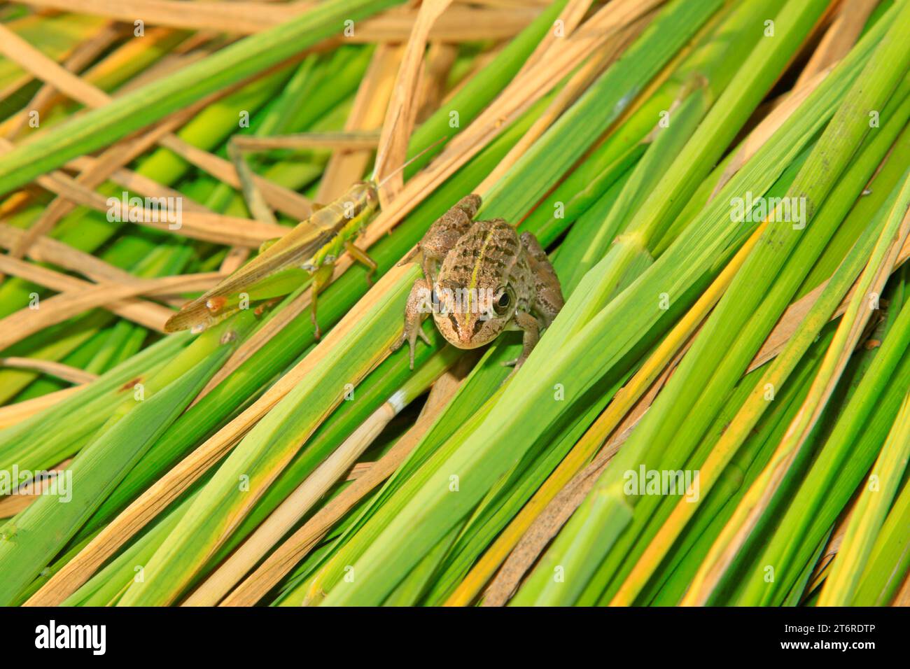 frog and grasshopper on plant in the wild Stock Photo - Alamy