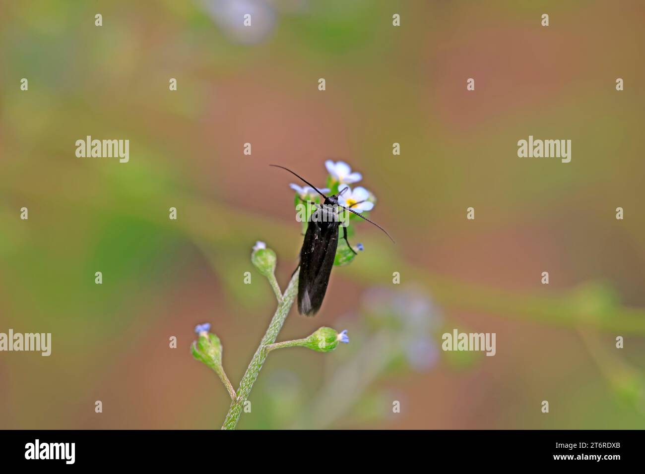 Black moths hi-res stock photography and images - Alamy