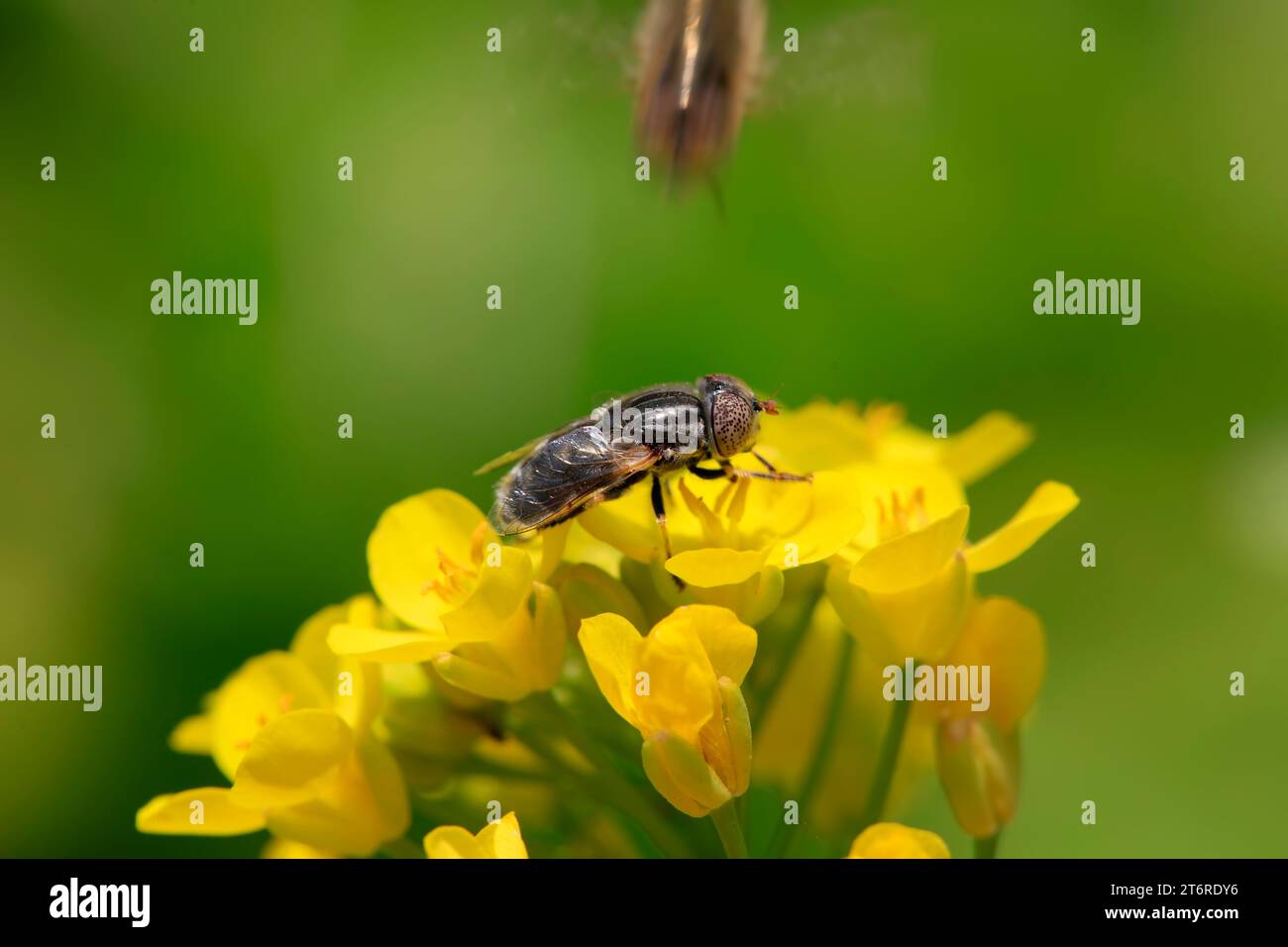 aphid flies on the Yellow cauliflower Stock Photo - Alamy