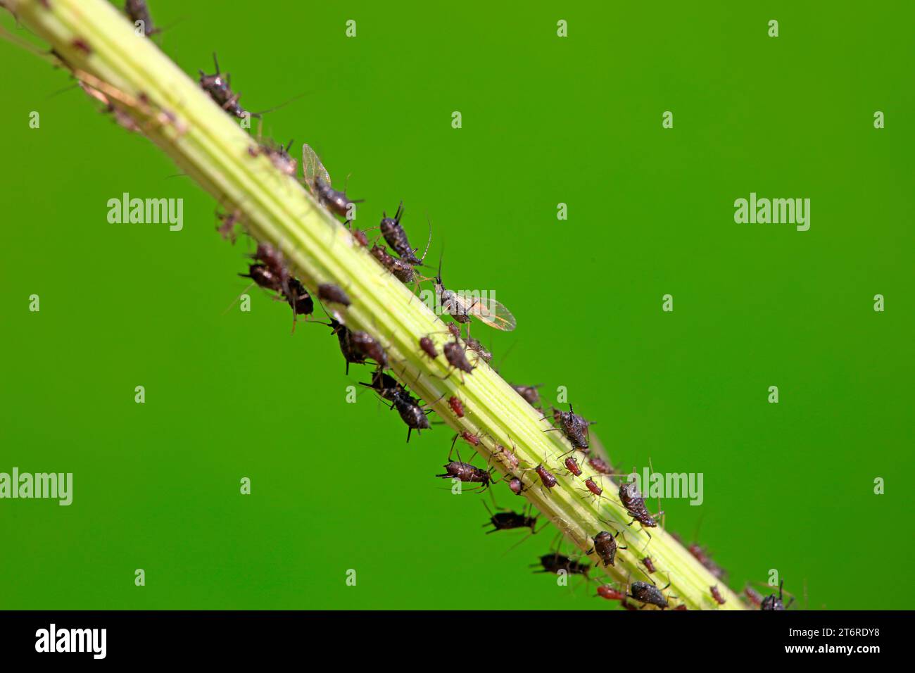 Black aphid in the wild Stock Photo - Alamy