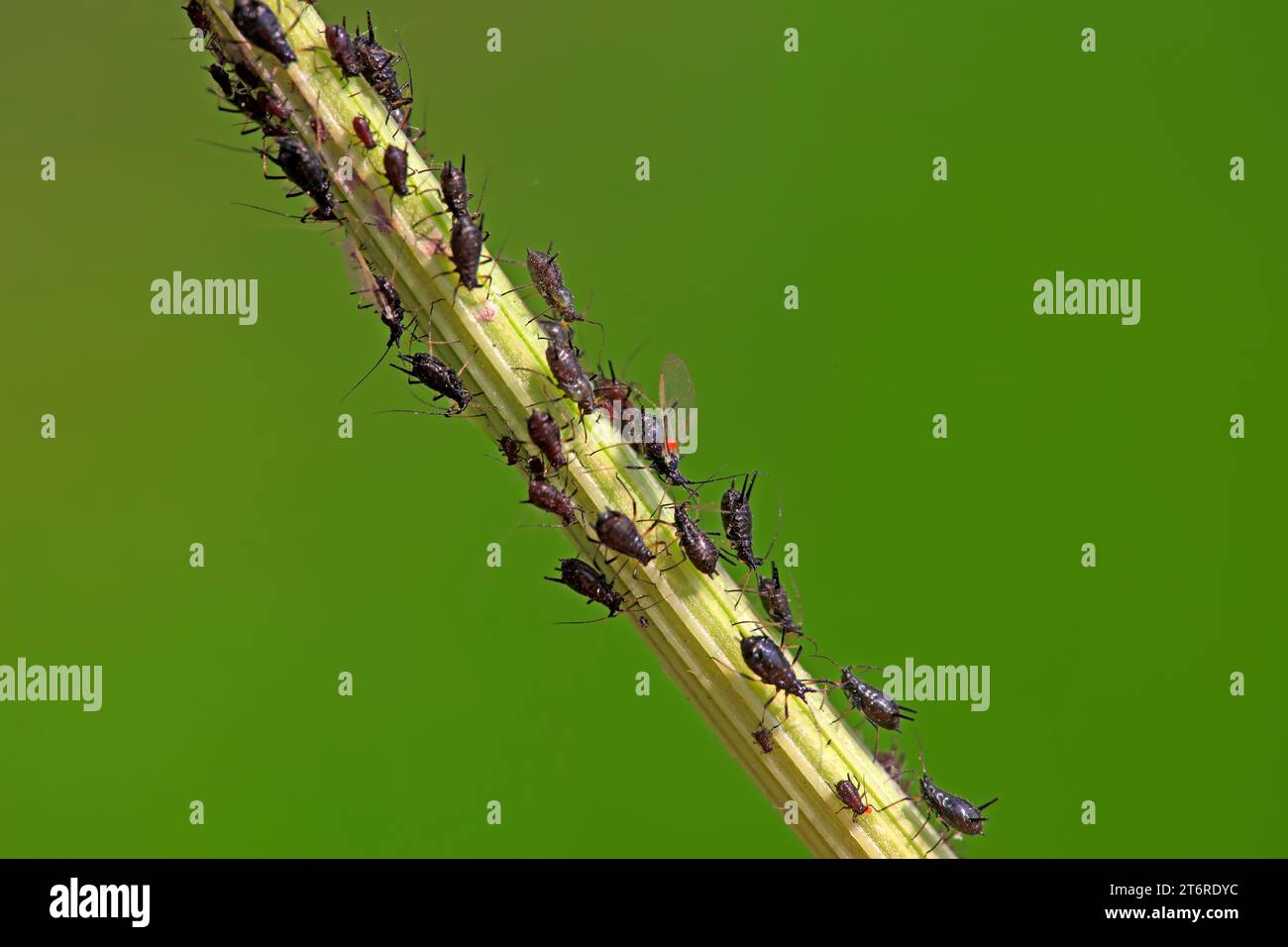 Black aphid in the wild Stock Photo - Alamy